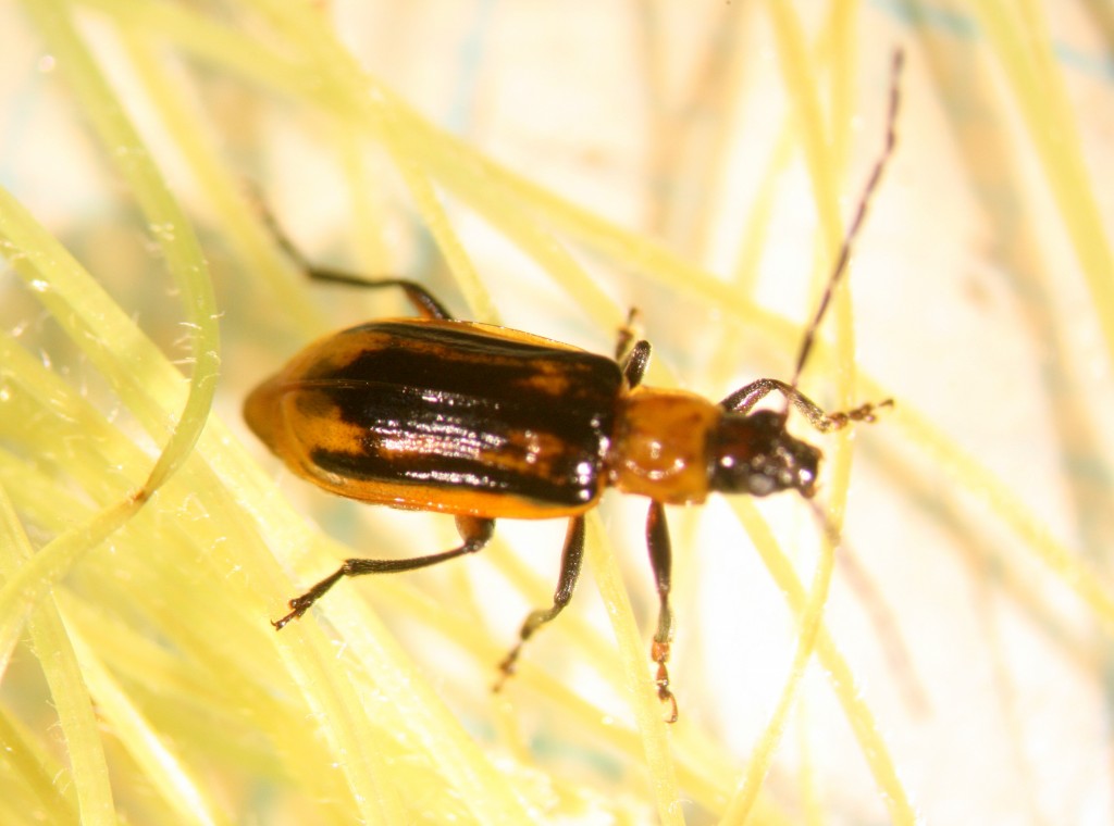 zachodnia stonka kukurydziana - Praktyczny poradnik rolnika