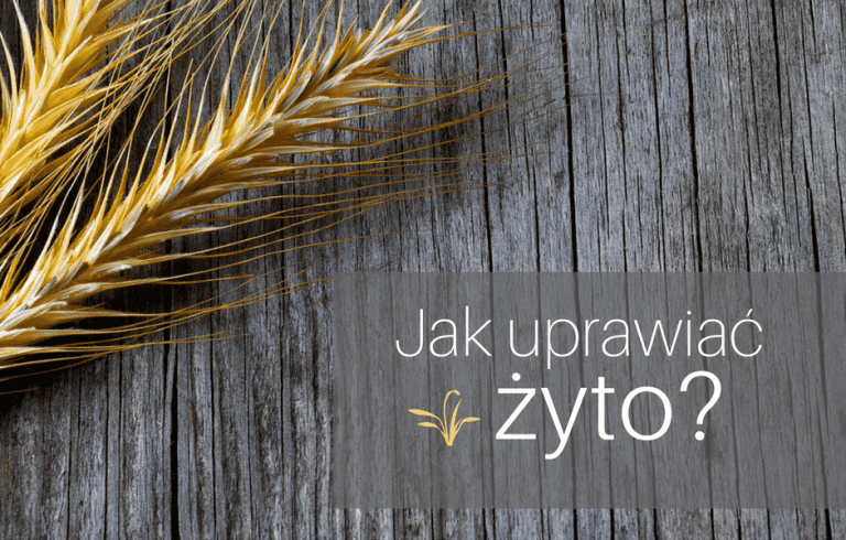 Bobik uprawa – wszystko, co trzeba o niej wiedzieć - Praktyczny ...