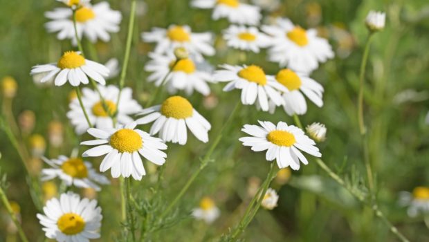 Maruna bezwonna. Charakterystyka, szkodliwość i zwalczanie