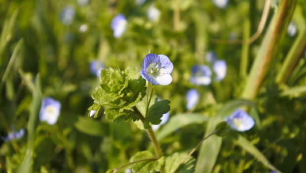 Przetacznik perski – charakterystyka, występowanie i zwalczanie