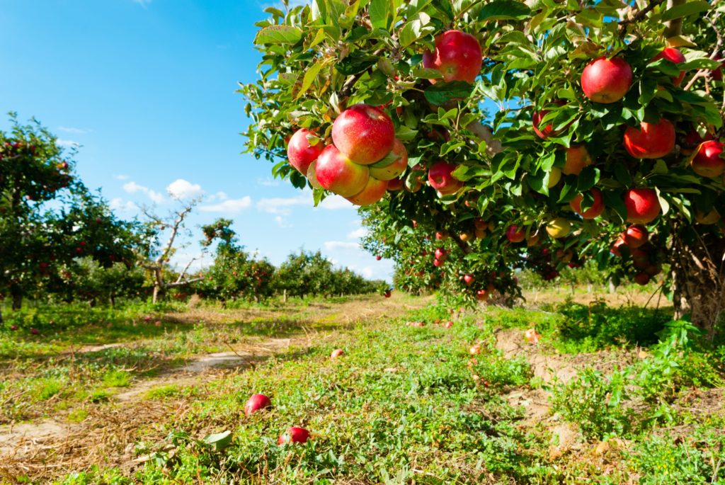 sady-jablonie-korowka - Praktyczny poradnik rolnika