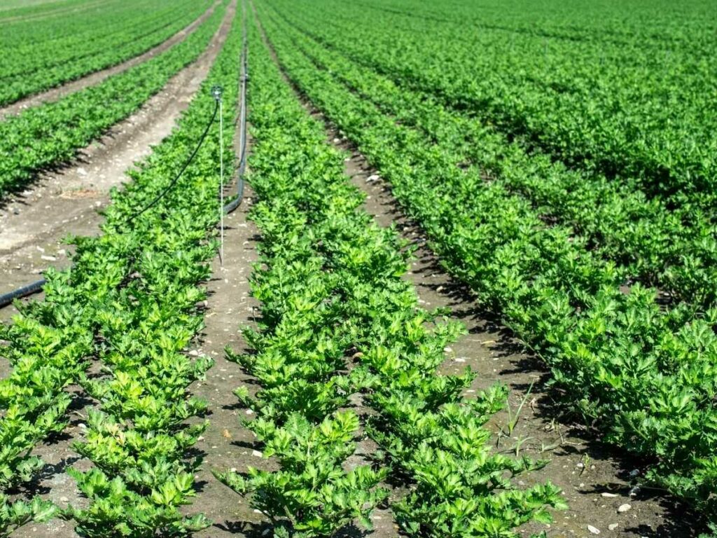 Bobik uprawa – wszystko, co trzeba o niej wiedzieć - Praktyczny ...