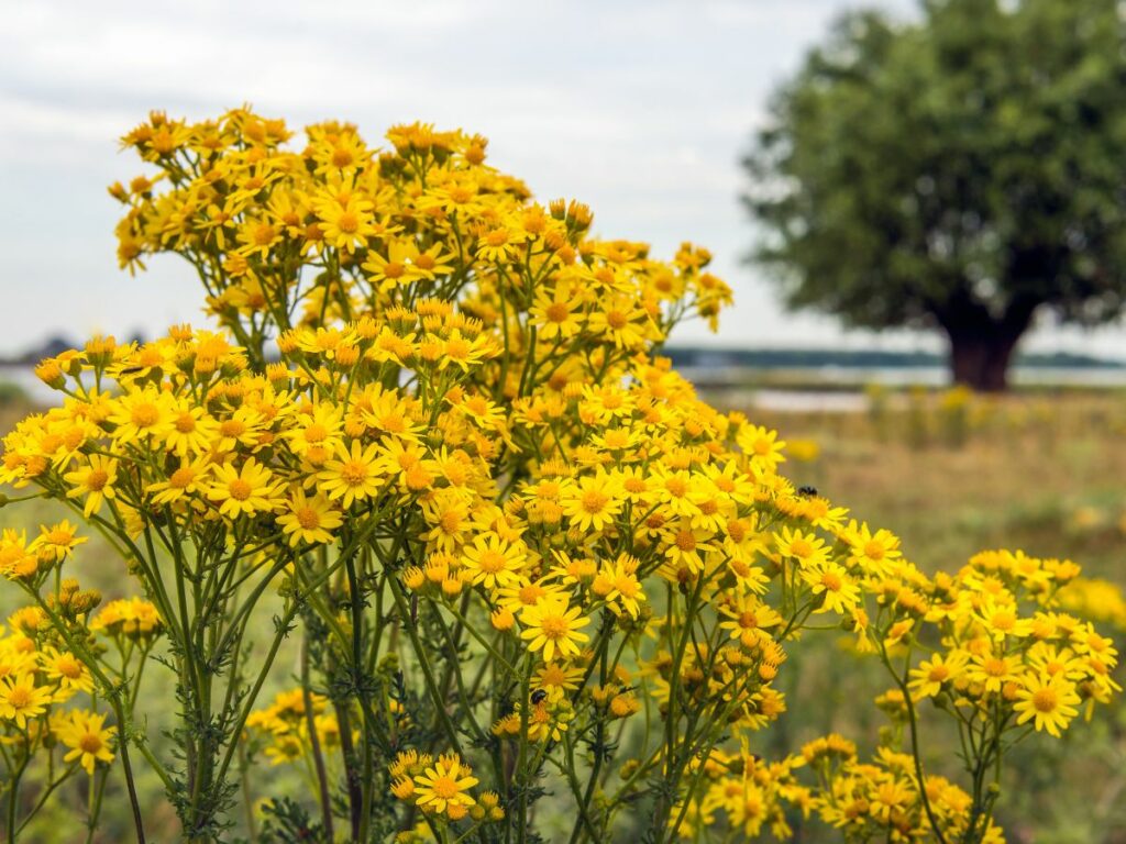 starzec zwyczajny chwast - Praktyczny poradnik rolnika
