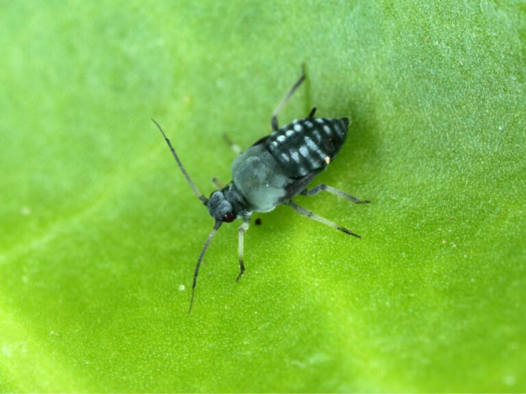 Szkodniki buraka – kompendium wiedzy - Praktyczny poradnik rolnika