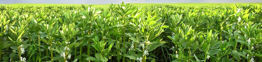 Bobik uprawa – wszystko, co trzeba o niej wiedzieć - Praktyczny ...