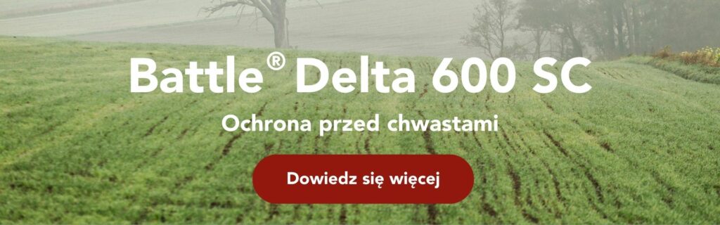 Miotła zbożowa zwalczanie - Praktyczny poradnik rolnika