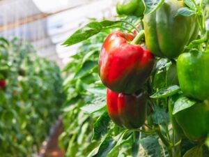 Papryka w szklarni - wszystko o uprawie - Praktyczny poradnik rolnika